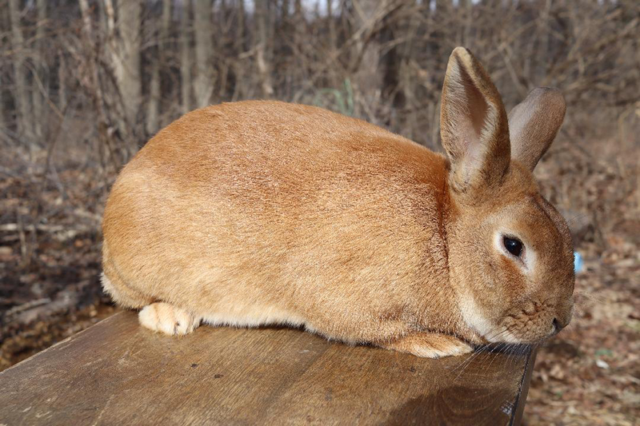 RABBITS - The Rabbitry Center