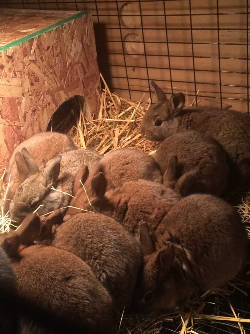 HOW TO TATTOO RABBITS & WHY-THE RABBITRY CENTER - The Rabbitry Center