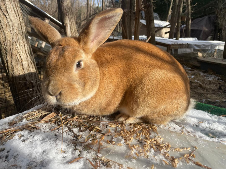 RABBITS - The Rabbitry Center