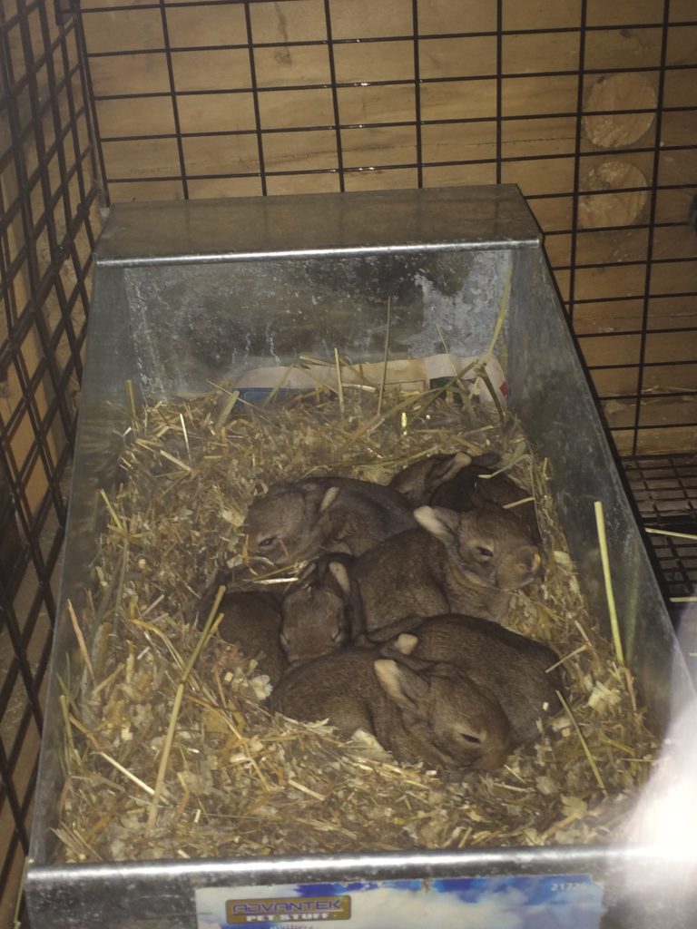 HELPFUL TIPS - The Rabbitry Center