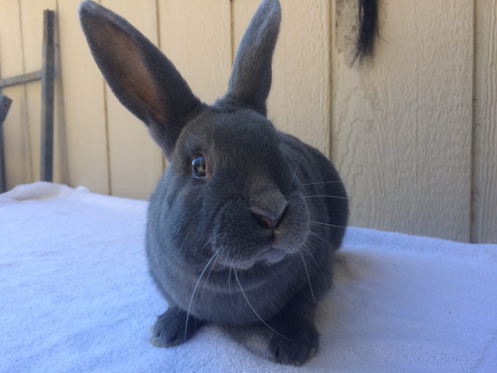 BEAUTIFUL BLUE NEW ZEALANDS $40.00 - The Rabbitry Center