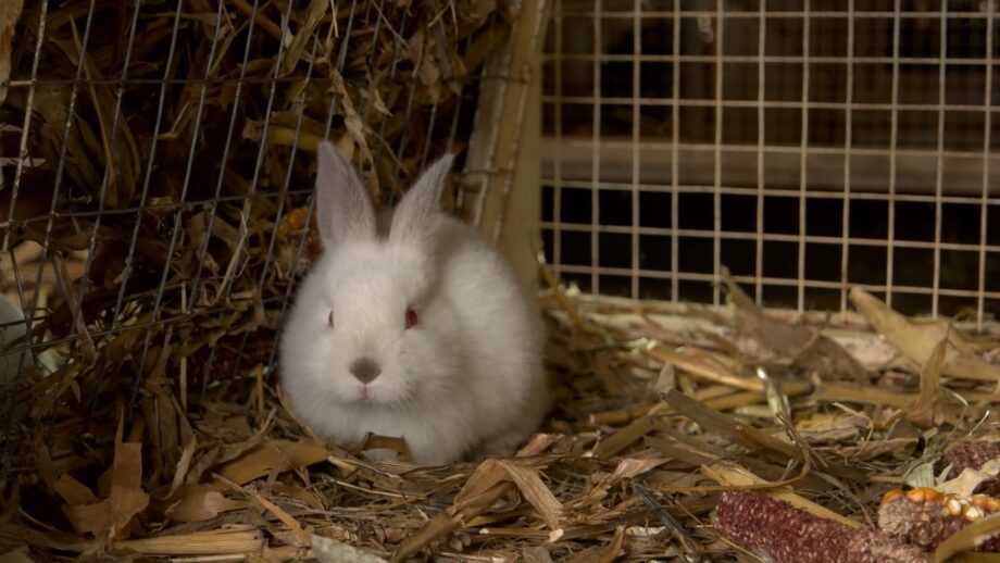 RESERVATIONS - The Rabbitry Center