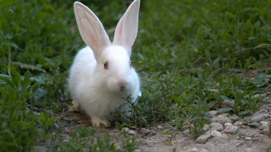 DO RABBITS MAKE A GOOD PET? - The Rabbitry Center