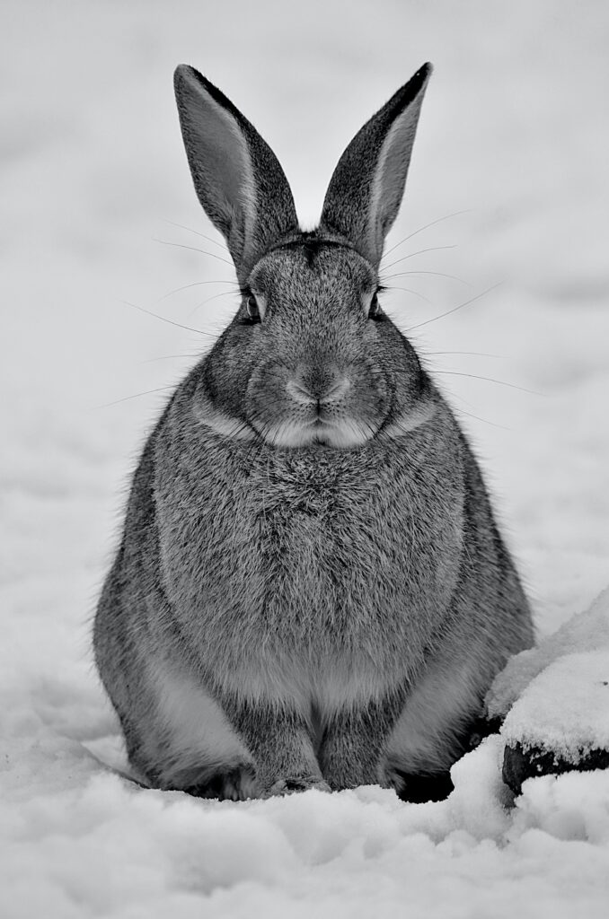 HOW TO GET YOUR RABBITS THROUGH THE COLD WEATHER - The Rabbitry Center