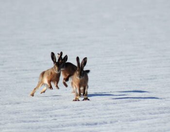 HOW TO GET YOUR RABBITS THROUGH THE COLD WEATHER - The Rabbitry Center