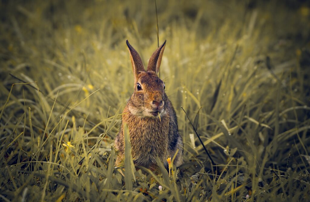 DO RABBITS MAKE A GOOD PET? - The Rabbitry Center