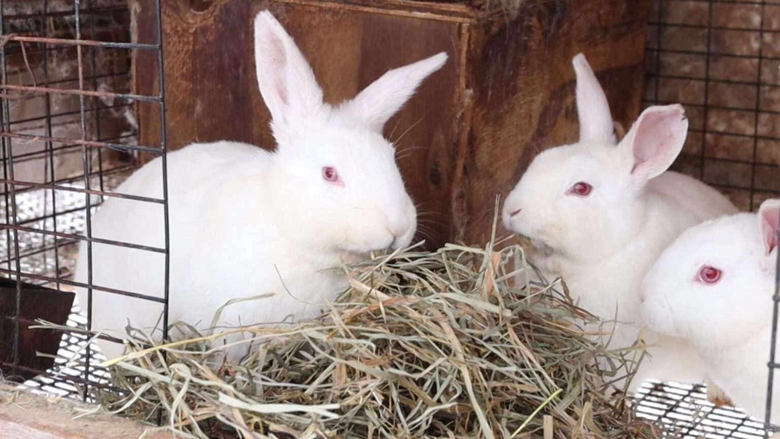The 5 Best Meat Rabbit Breeds for Backyard Production (Plus a Few Worth ...