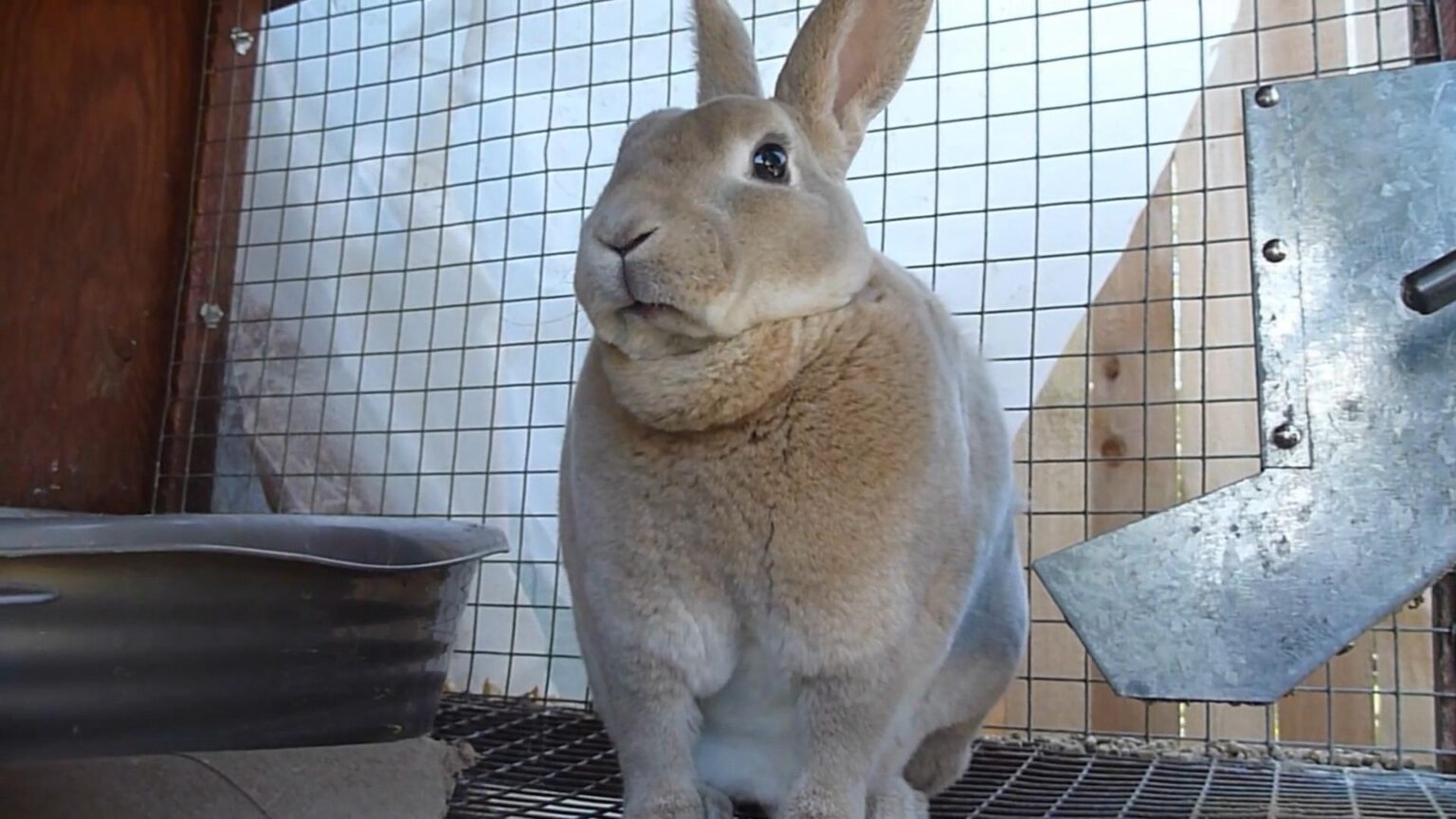 DO RABBITS MAKE A GOOD PET? - The Rabbitry Center