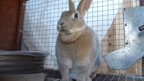 DO RABBITS MAKE A GOOD PET? - The Rabbitry Center