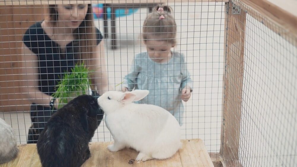 DO RABBITS MAKE A GOOD PET? - The Rabbitry Center