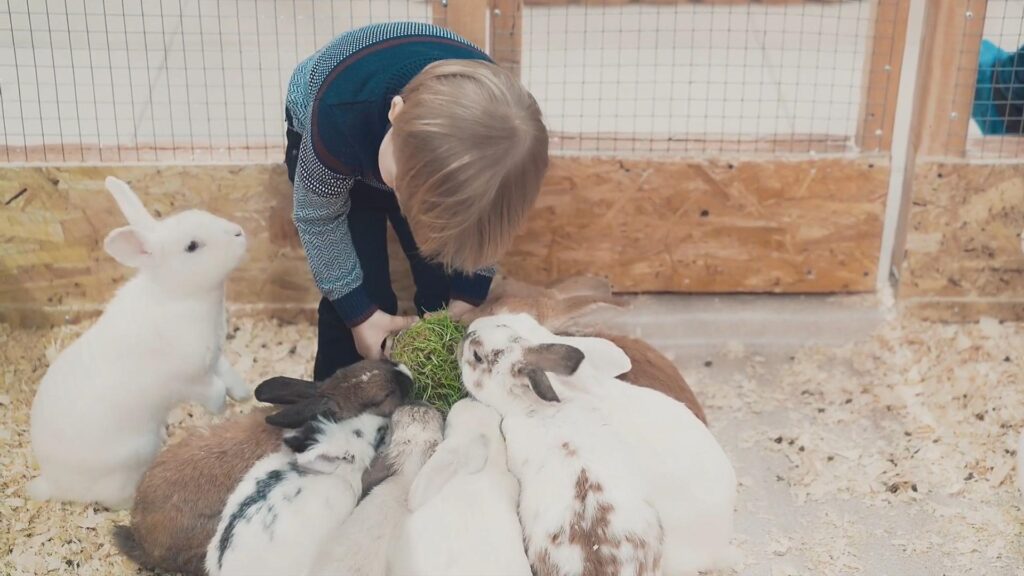 DO RABBITS MAKE A GOOD PET? - The Rabbitry Center