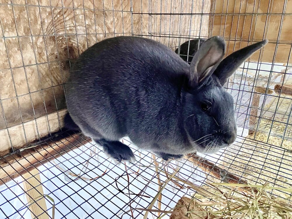 Picking The Right Cage Floor Bottom - The Rabbitry Center