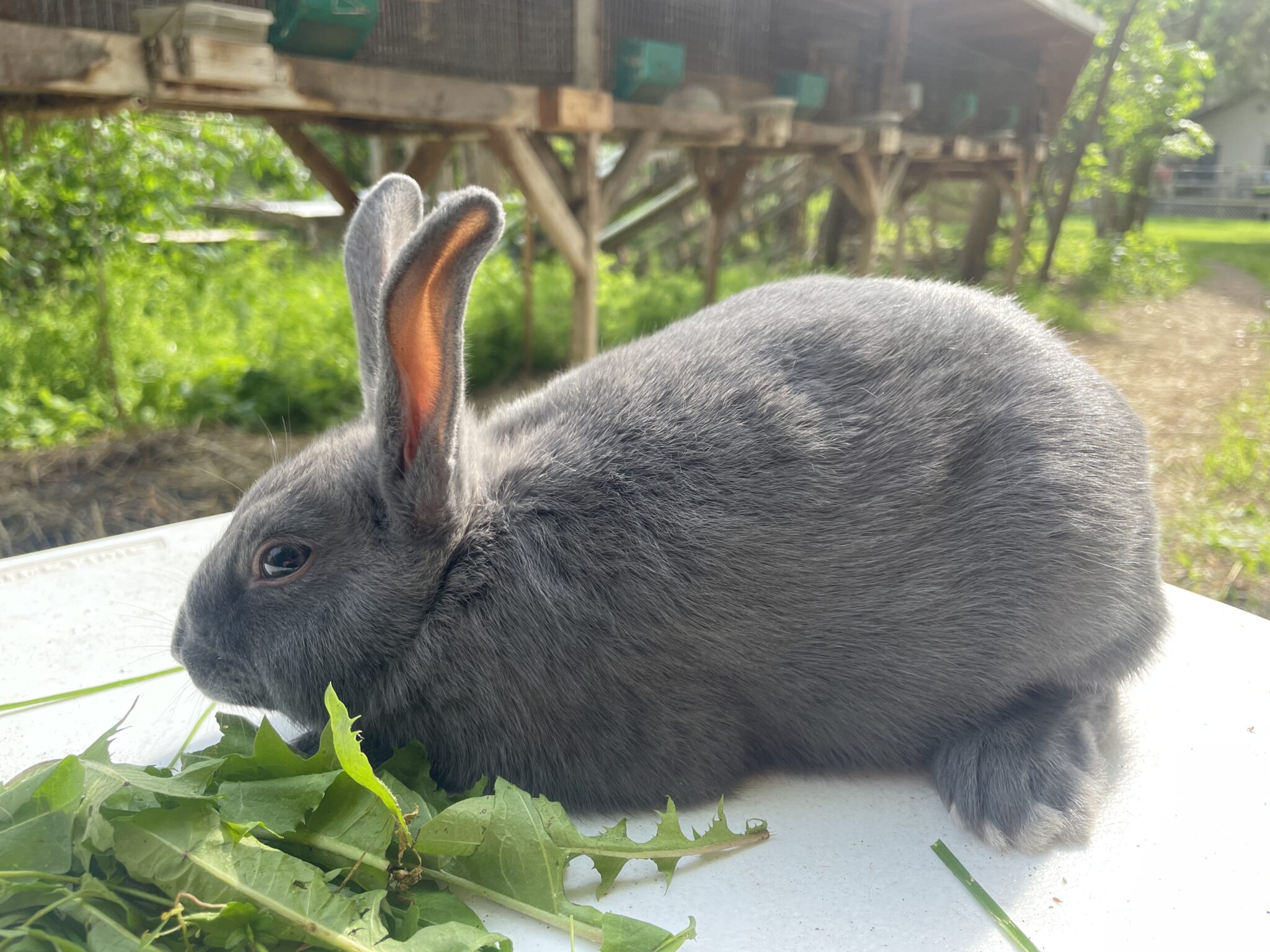 8 Ways to Cool Down Your Rabbits to Maintain Fertility & Longevity ...