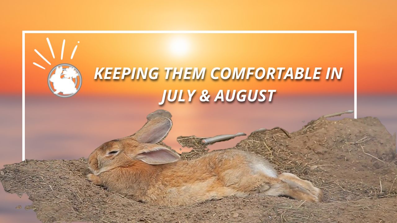 The Rabbitry Center - Healthy Rabbits For A Great Price