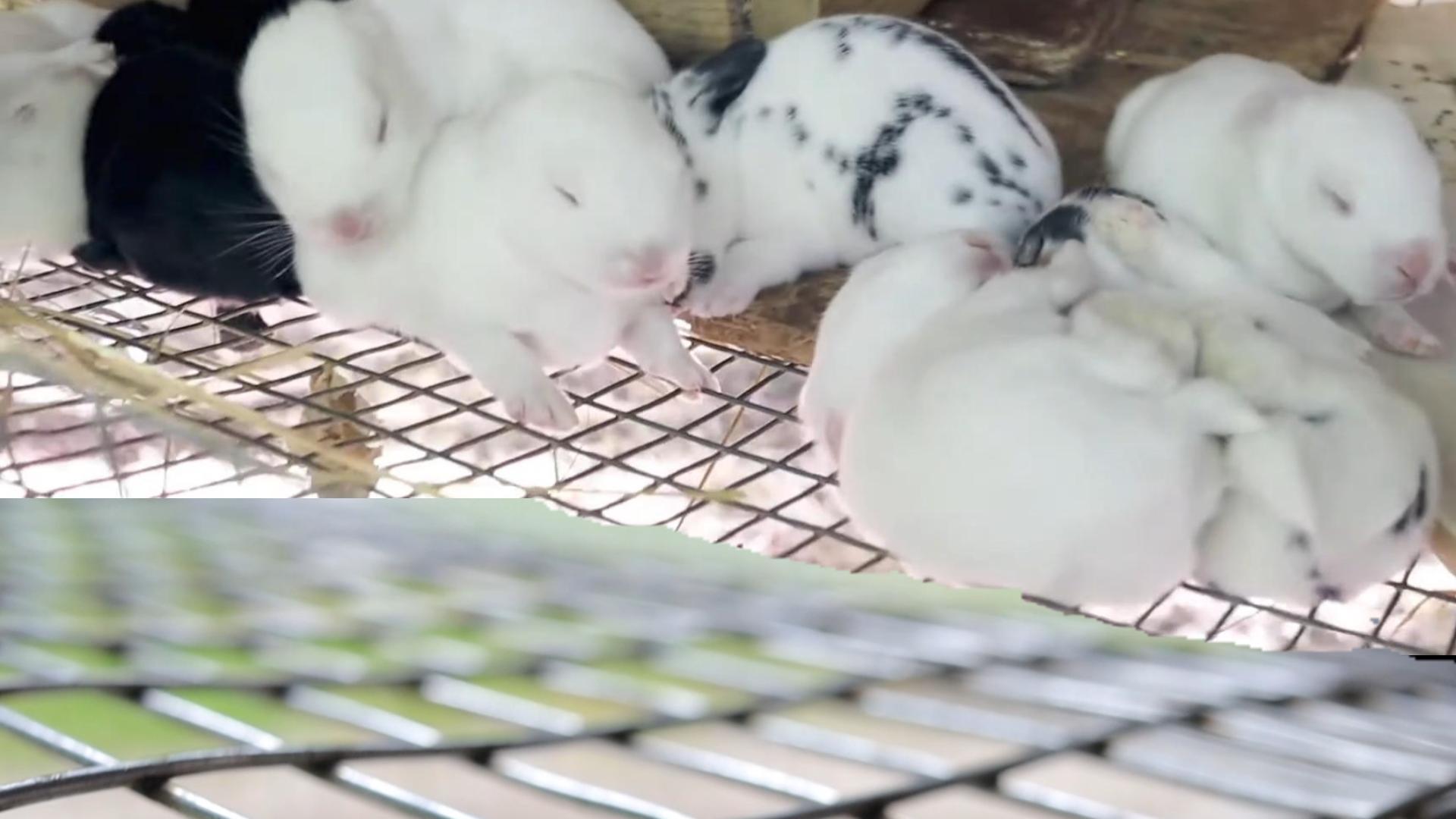 8 Ways to Cool Down Your Rabbits to Maintain Fertility & Longevity ...