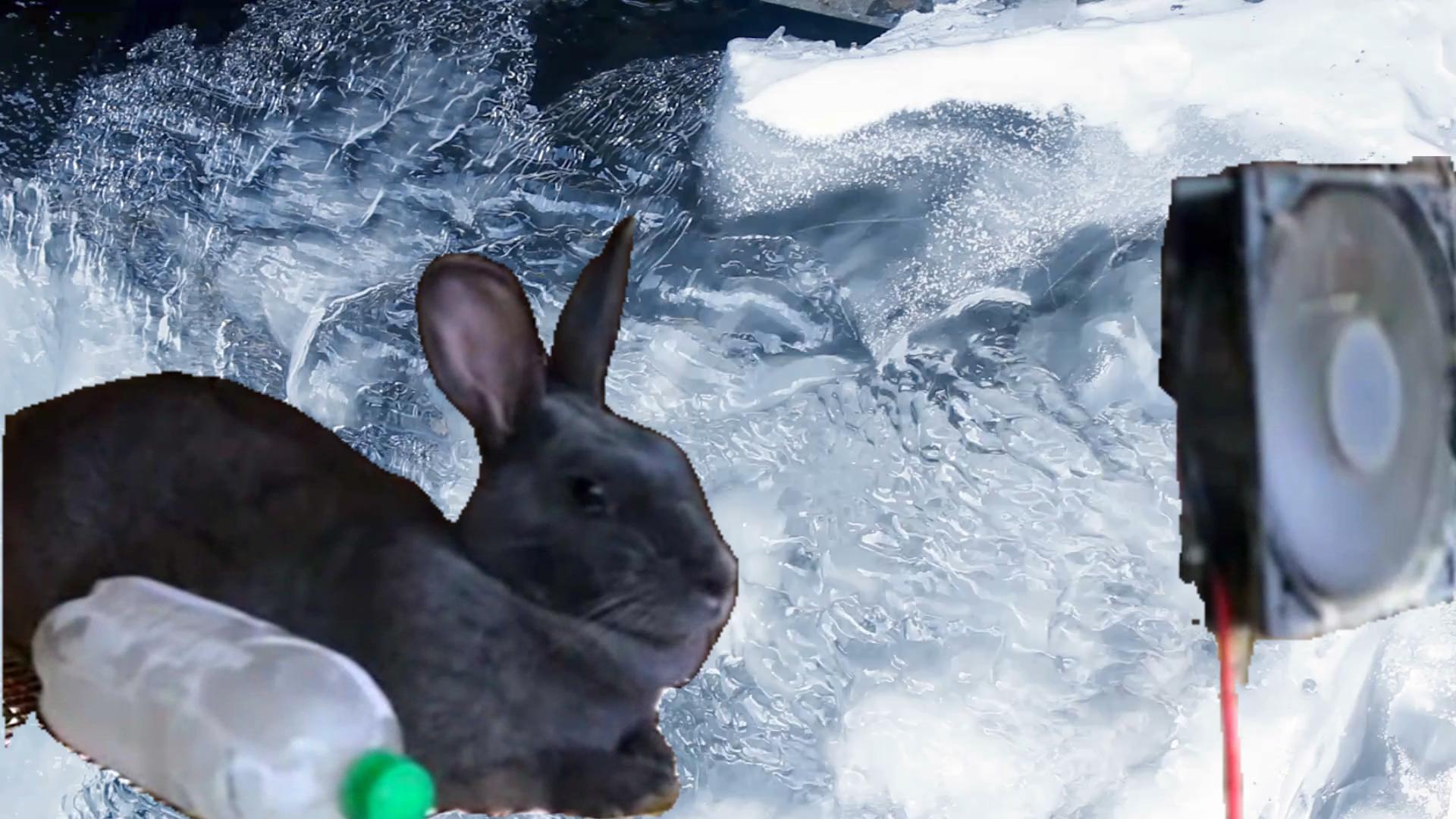 8 Ways to Cool Down Your Rabbits to Maintain Fertility & Longevity - The Rabbitry Center