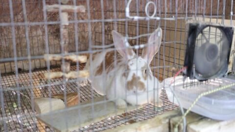 The 5 Best Meat Rabbit Breeds for Backyard Production (Plus a Few Worth ...