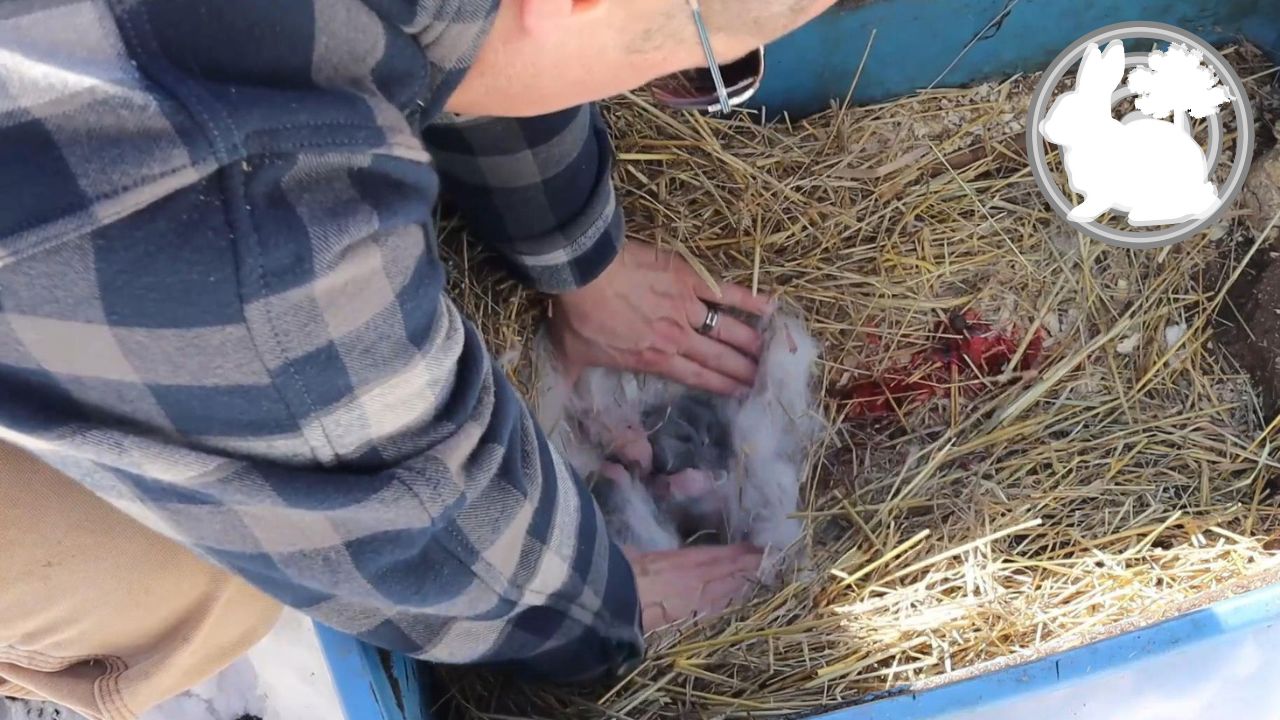 The Rabbitry Center - Master Your Rabbitry with Expert Tips, Tools ...