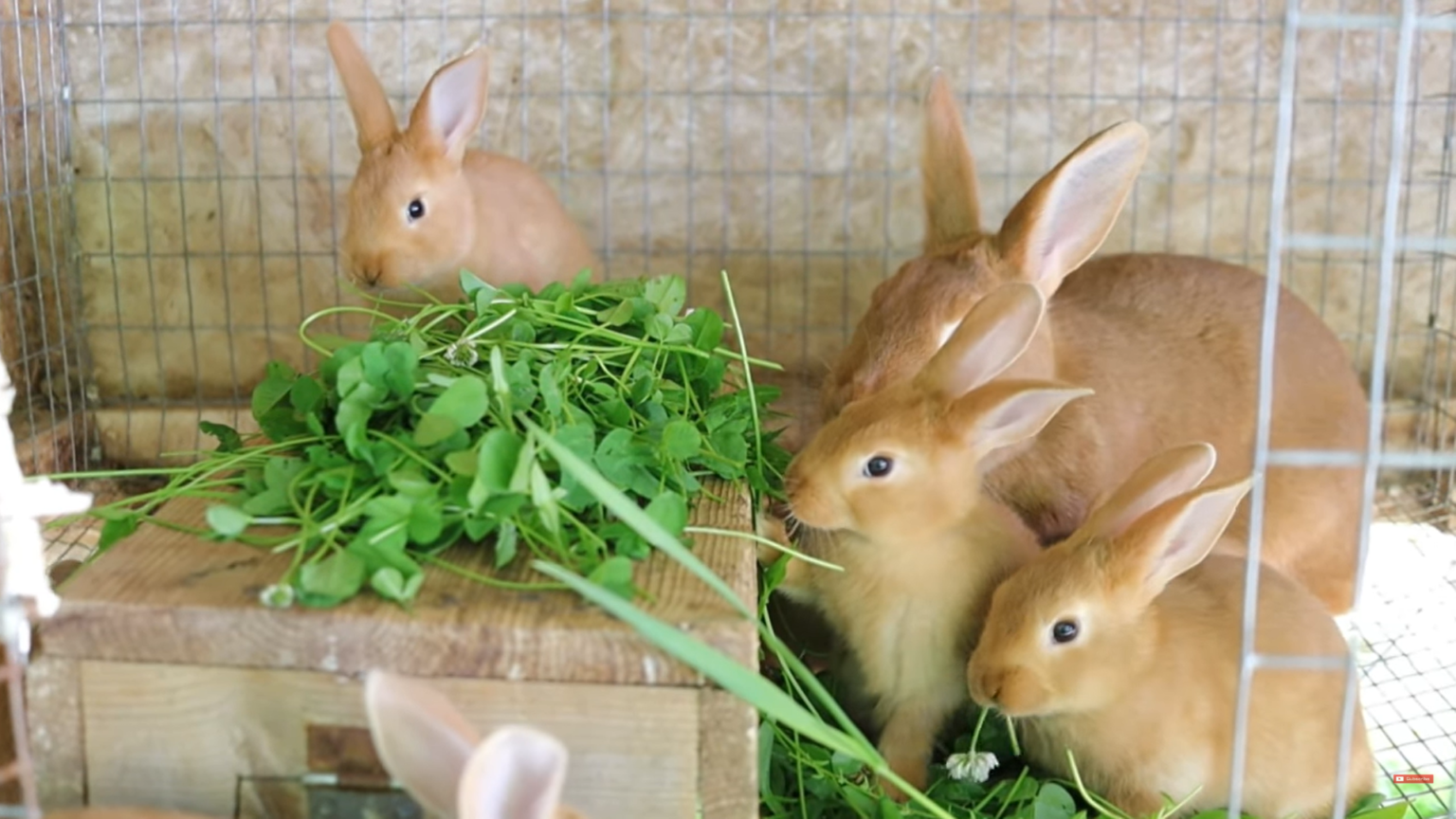The 5 Best Meat Rabbit Breeds for Backyard Production (Plus a Few Worth ...