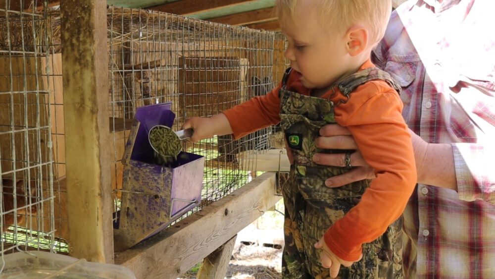 The 5 Best Meat Rabbit Breeds for Backyard Production (Plus a Few Worth ...