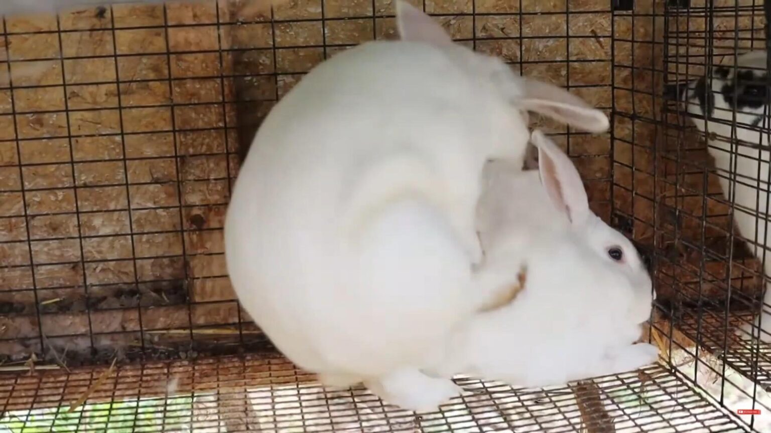 The 5 Best Meat Rabbit Breeds for Backyard Production (Plus a Few Worth ...