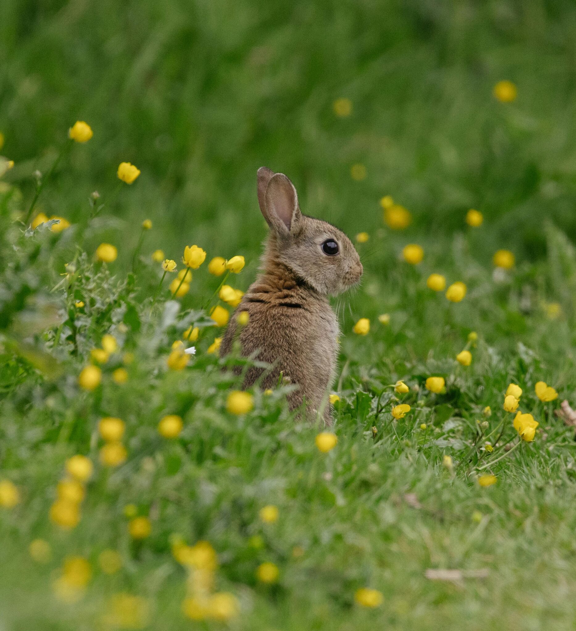 Keeping Cool: How Rabbits Beat the Heat - From the Wild to Your ...