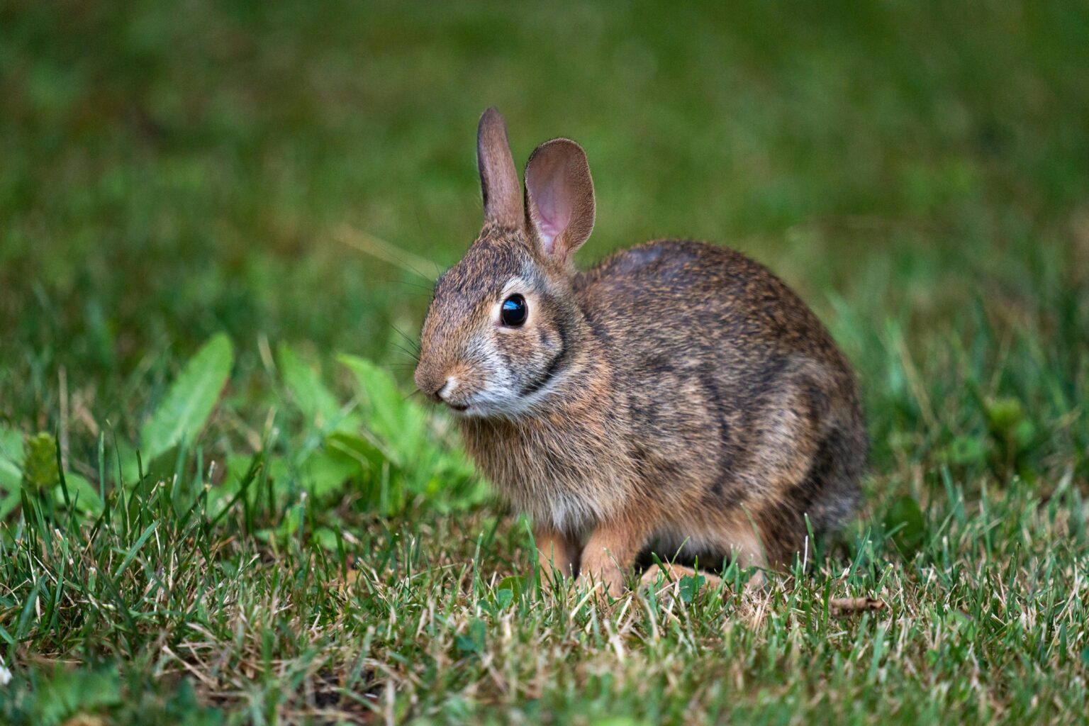 Keeping Cool: How Rabbits Beat the Heat - From the Wild to Your ...