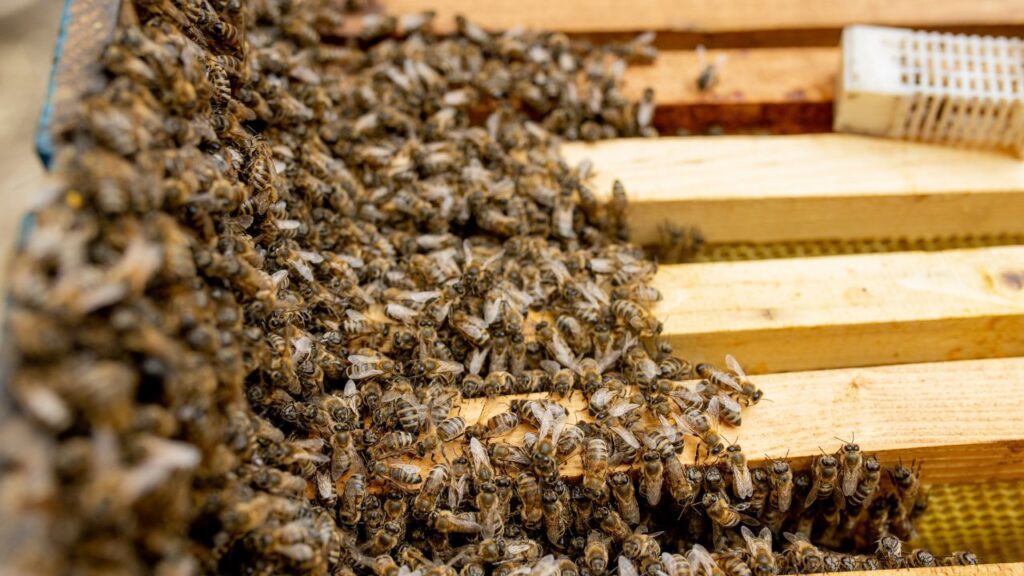 🐇🐝🎯Fall Prep & Harvest: Rabbits, Bees, Garden & Hunting – September ...