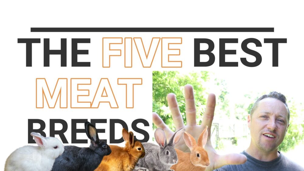 The 5 Best Meat Rabbit Breeds for Backyard Production (Plus a Few Worth ...