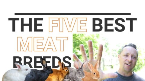 The 5 Best Meat Rabbit Breeds for Backyard Production (Plus a Few Worth ...
