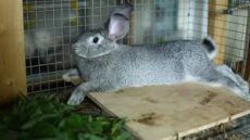 The 5 Best Meat Rabbit Breeds for Backyard Production (Plus a Few Worth ...
