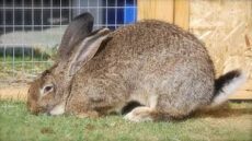 The 5 Best Meat Rabbit Breeds for Backyard Production (Plus a Few Worth ...