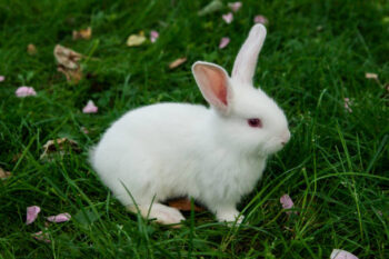 The 5 Best Meat Rabbit Breeds for Backyard Production (Plus a Few Worth ...