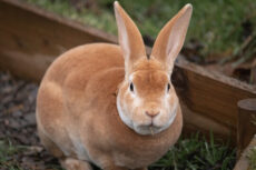 The 5 Best Meat Rabbit Breeds for Backyard Production (Plus a Few Worth ...