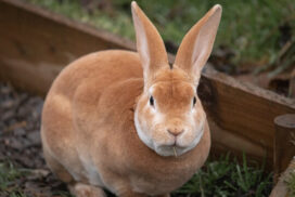 The 5 Best Meat Rabbit Breeds for Backyard Production (Plus a Few Worth ...
