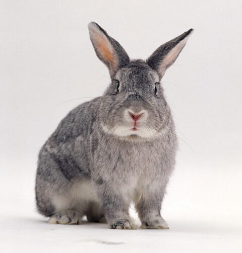 The 5 Best Meat Rabbit Breeds for Backyard Production (Plus a Few Worth ...