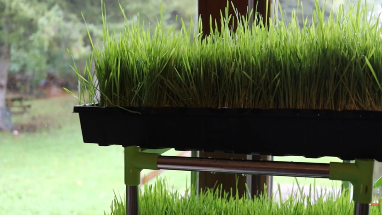 How to Grow Fodder for Livestock: A Simple, Mold-Free System for ...