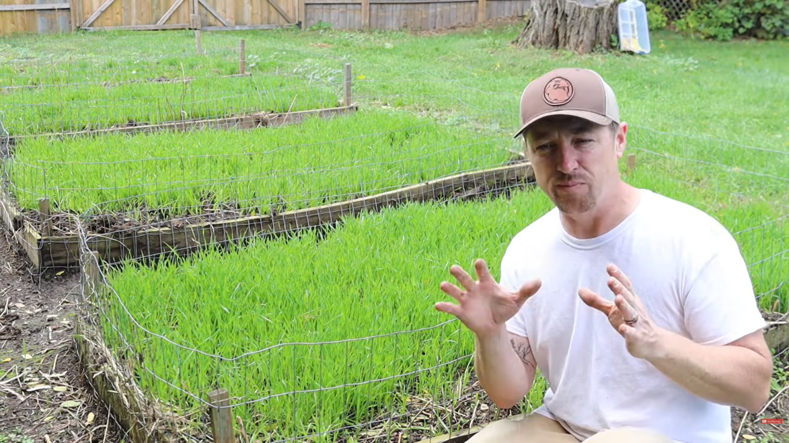 How to Grow Fodder for Livestock: A Simple, Mold-Free System for ...
